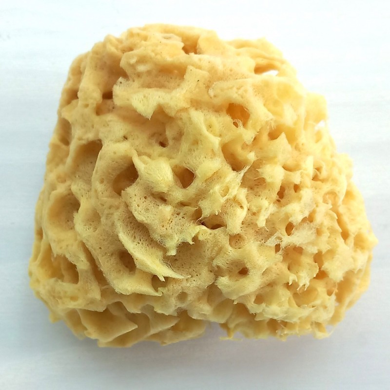 Eponge naturelle pour le corps